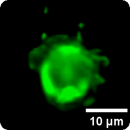 Get 3D image data at scale for your research | ZOMP